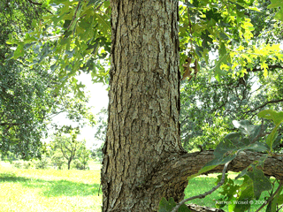 Post Oak Tree Facts & Pictures