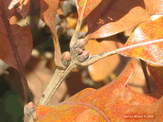 Post Oak Tree Facts & Pictures