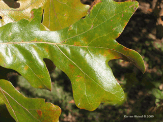 Post Oak Tree Facts & Pictures