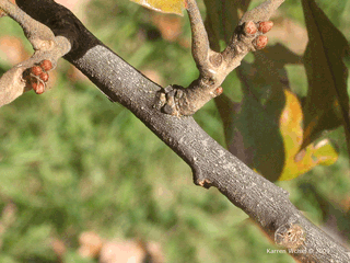 Post Oak Tree Facts & Pictures