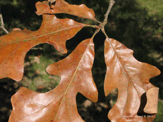 Post Oak Tree Facts & Pictures