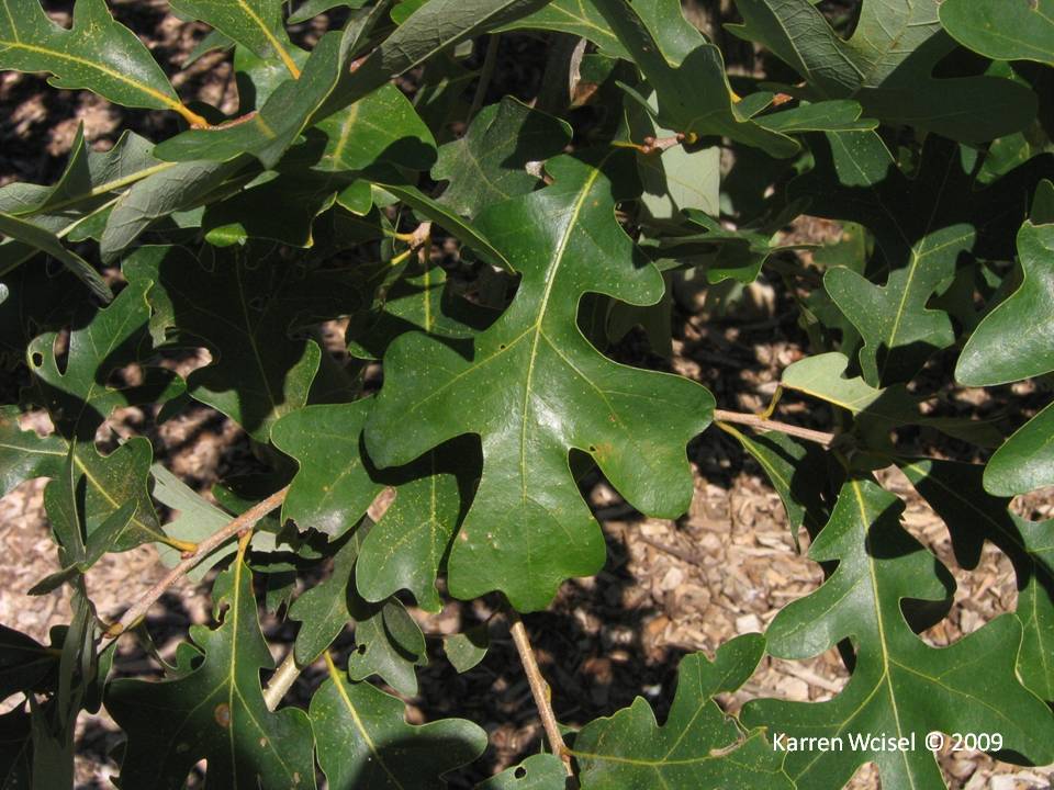 Post Oak Tree Facts & Pictures