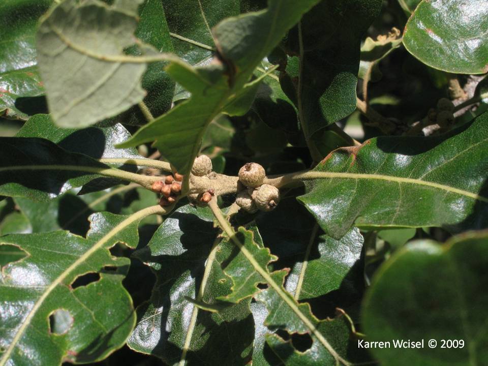 Post Oak Tree Facts & Pictures