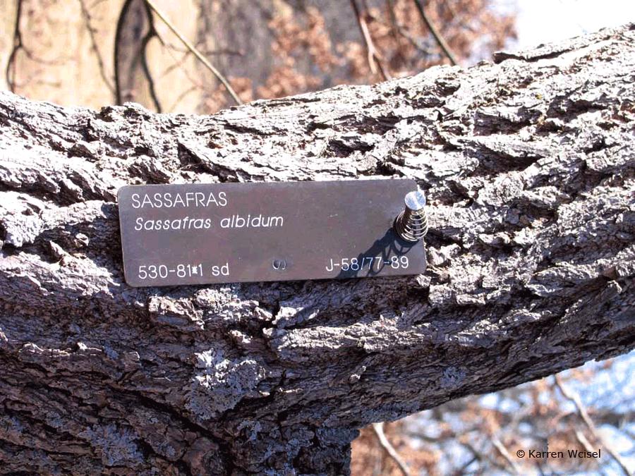 Sassafras albidum - Common Sassafras Photo Gallery
