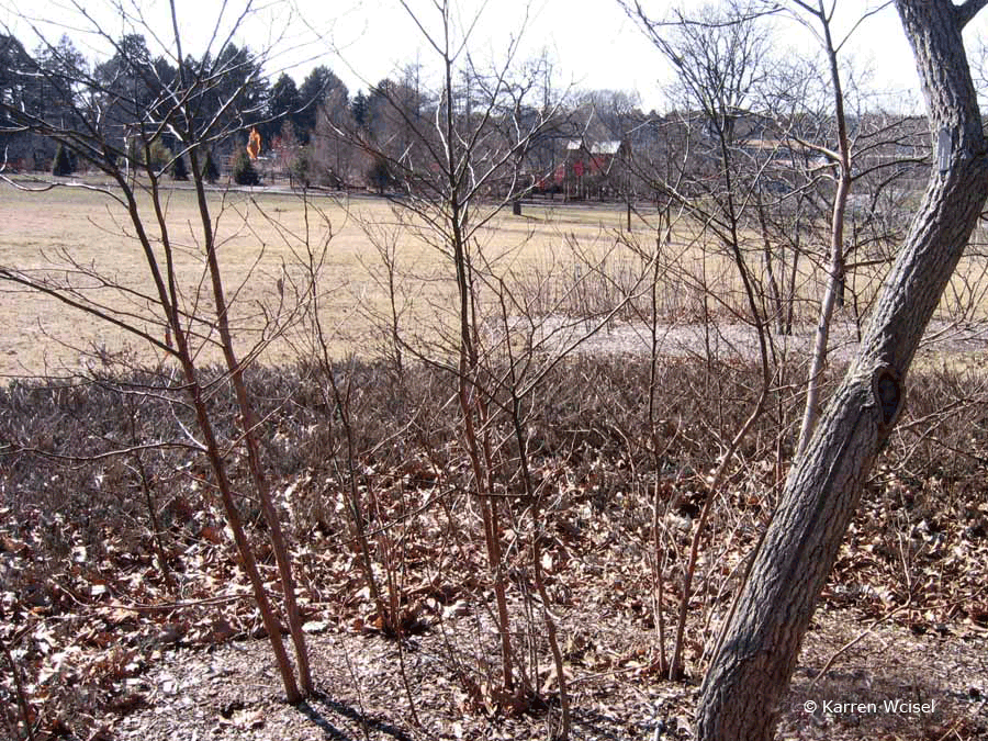 Sassafras albidum - Common Sassafras Photo Gallery