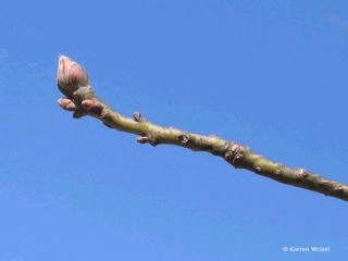 Sassafras albidum - Common Sassafras Fact Sheet