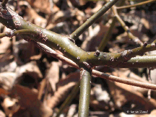 Sassafras albidum - Common Sassafras Fact Sheet