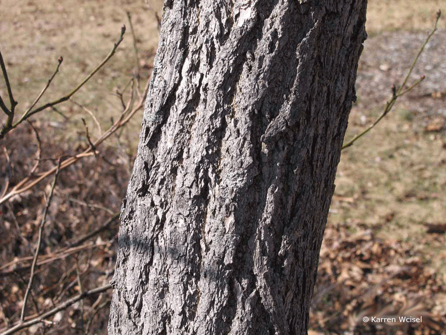 Sassafras albidum - Common Sassafras Photo Gallery