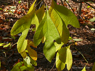 Sassafras albidum - Common Sassafras Fact Sheet