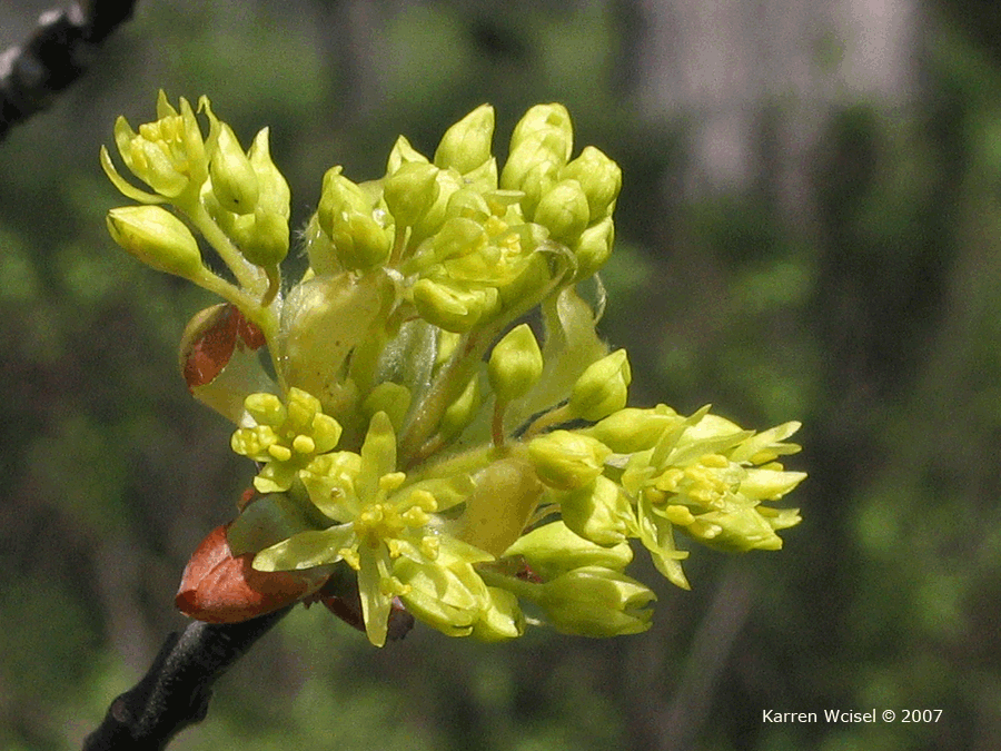 Sassafras albidum - Common Sassafras Photo Gallery