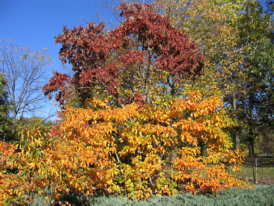 Sassafras albidum - Common Sassafras Photo Gallery