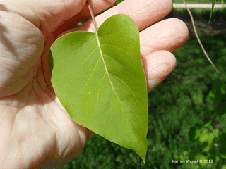 Syringa pekinensis 'Morton' - Peking Lilac China Snow Tree Facts & Pictures