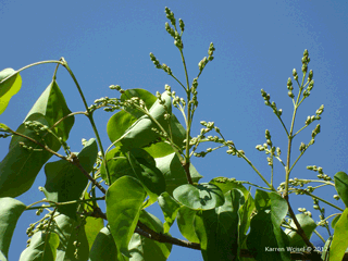 Syringa pekinensis 'Morton' - Peking Lilac China Snow Tree Facts & Pictures