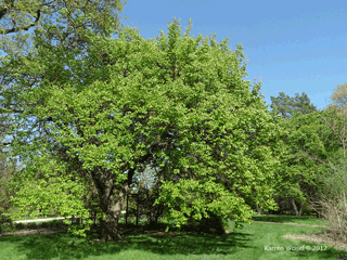 Syringa pekinensis 'Morton' - Peking Lilac China Snow Tree Facts & Pictures