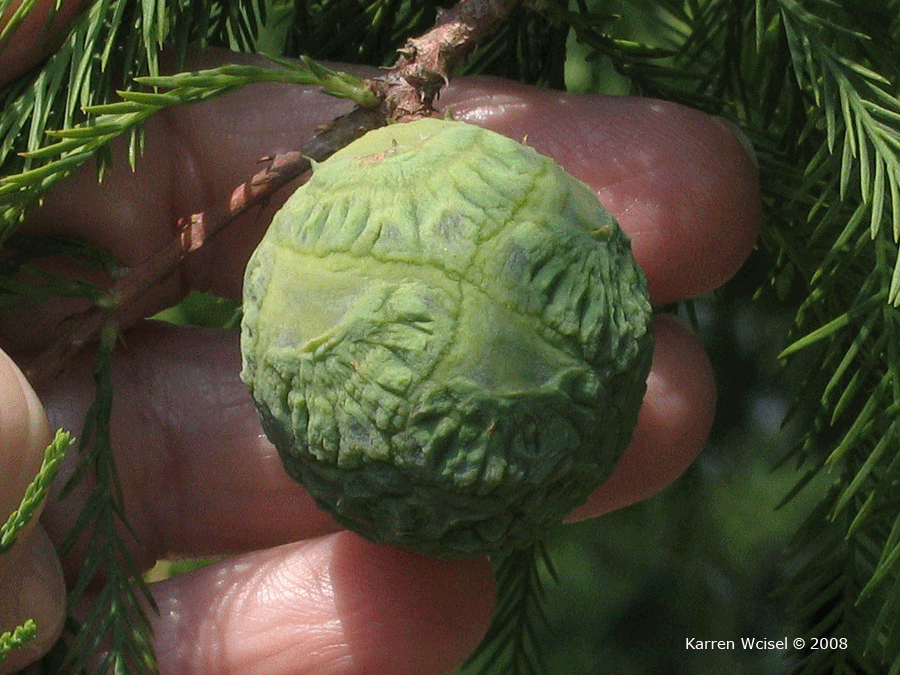 Taxodium distichum - 'Shawnee Brave' Shawnee brave bald-cypress Photo ...