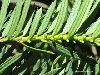 Taxus x media 'Brownii' Facts and Photos