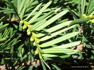 Taxus x media 'Brownii' Facts and Photos