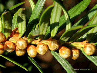 Taxus x media 'Brownii' Facts and Photos