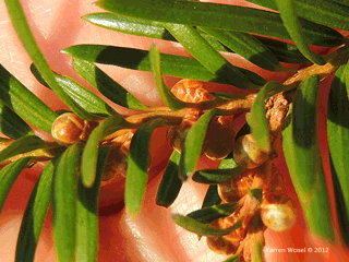Taxus x media 'Brownii' Facts and Photos