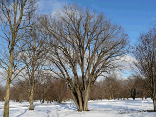 Tilia tomentosa - Silver Linden Fact Sheet